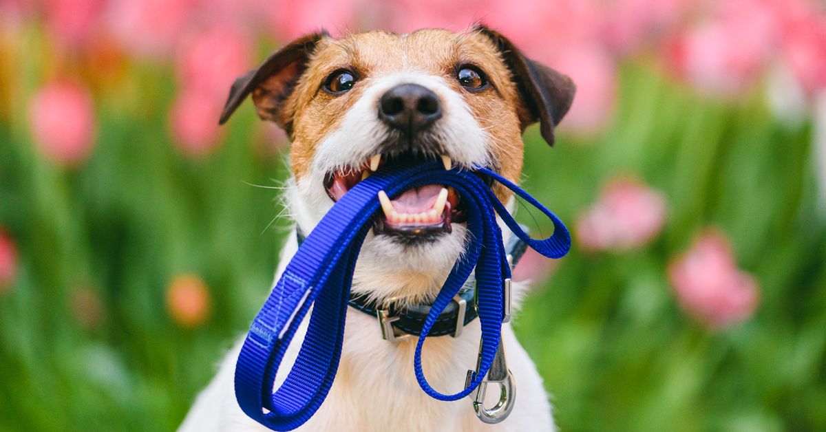PETA founder reveals the one thing we're all doing wrong when walking ...