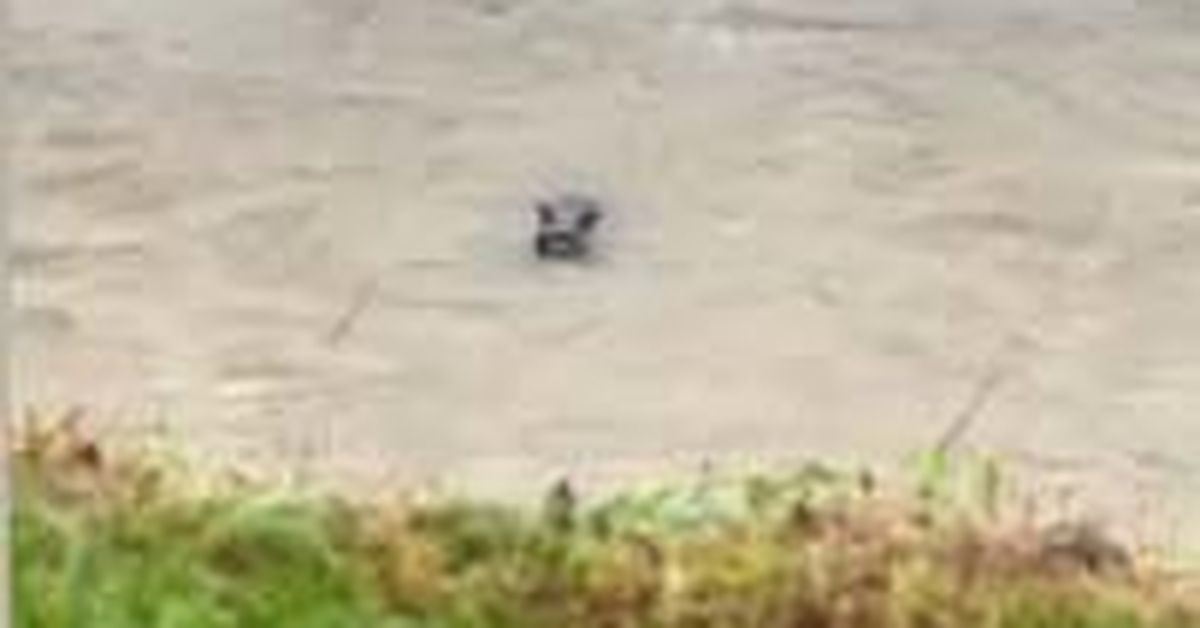 Cycone alfred" Wallaby swept up in deluge after ex-Tropical Cyclone Alfred