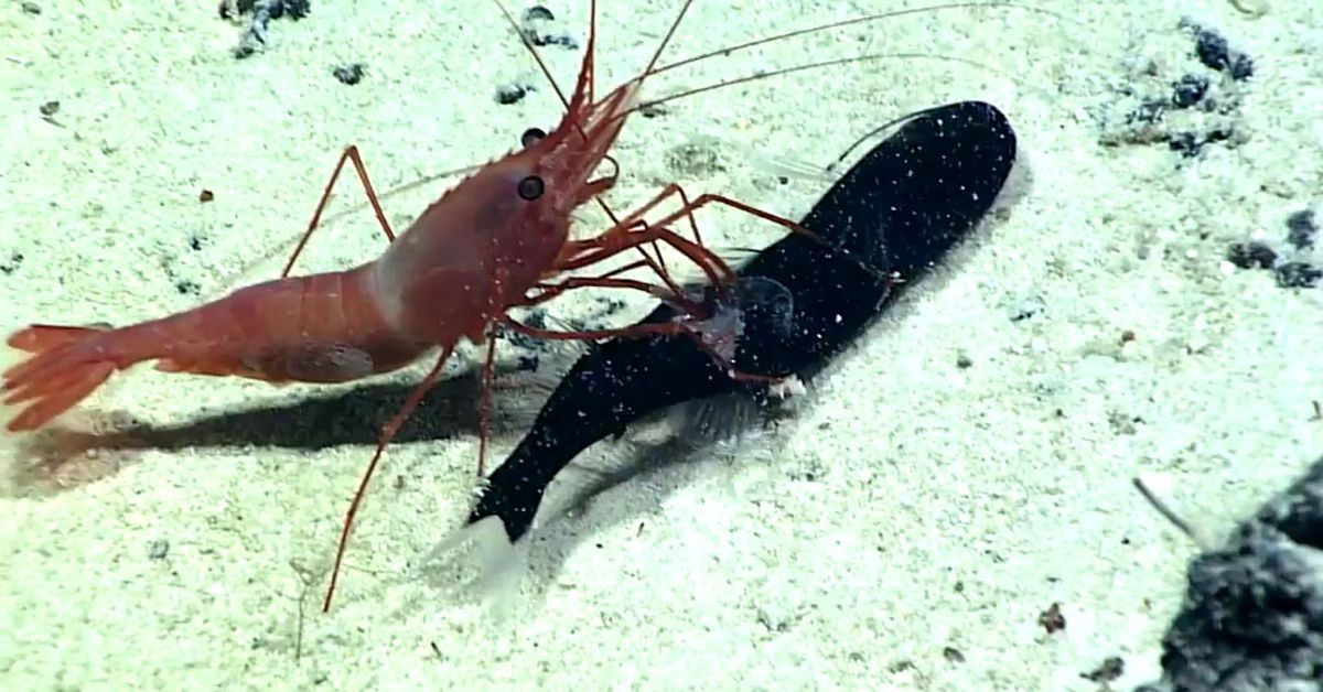 Prawn eats another fish while it's still alive and oh god it gets worse ...