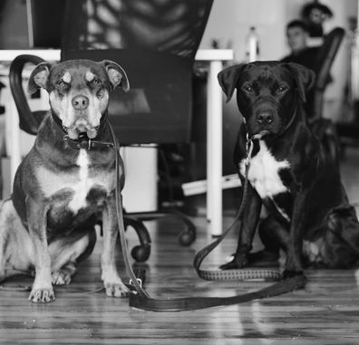Tom Brady dog clone: Former quarterback cloned his late pitbull Lua ...