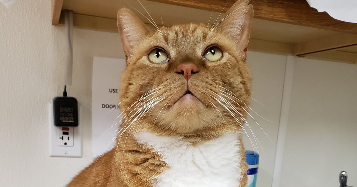 Cats: Rescue cat finds forever home after 2000 days at US shelter - 9Honey