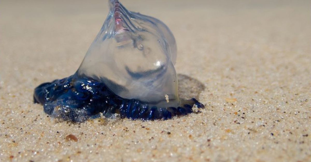 How to treat bluebottle stings | Bluebottle sting treatment - 9Coach