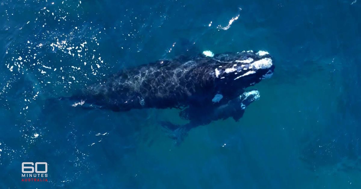 The miraculous revival of Australia's 'Humpback Highway'