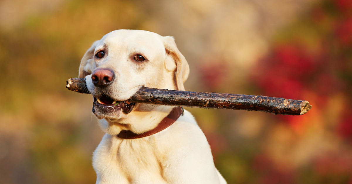 Why sticks can be dangerous for dogs - 9Honey