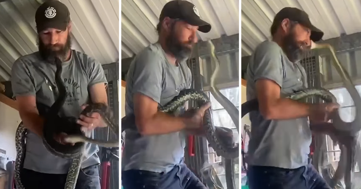 Snake bite: Snake catcher D﻿rew Godfrey bitten on the face while ...