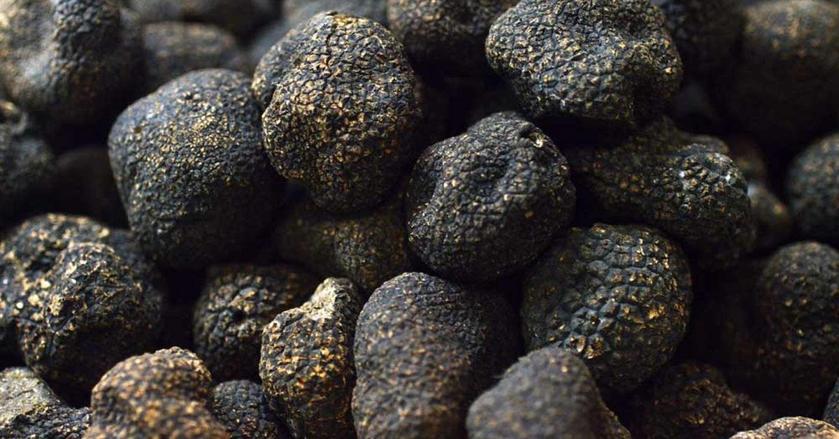 How to cook with truffle at home, recipes and tips to get it right ...