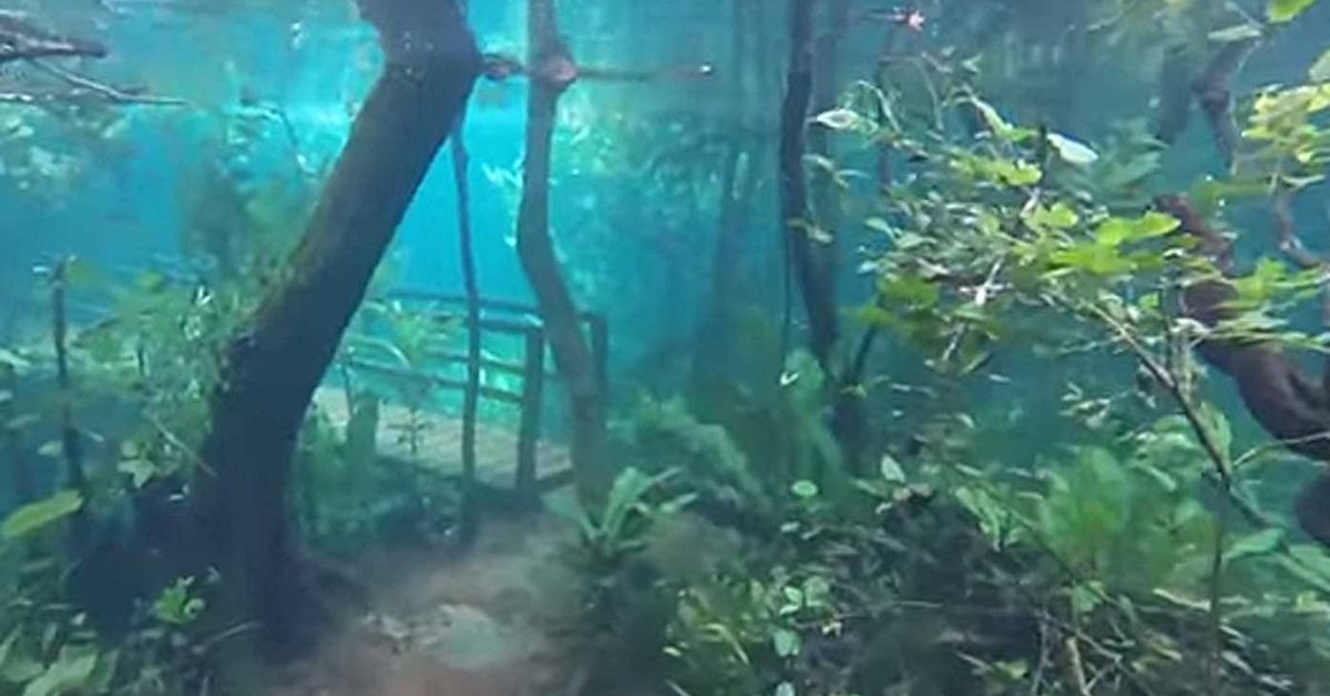 Underwater forest in Brazil - 9Travel