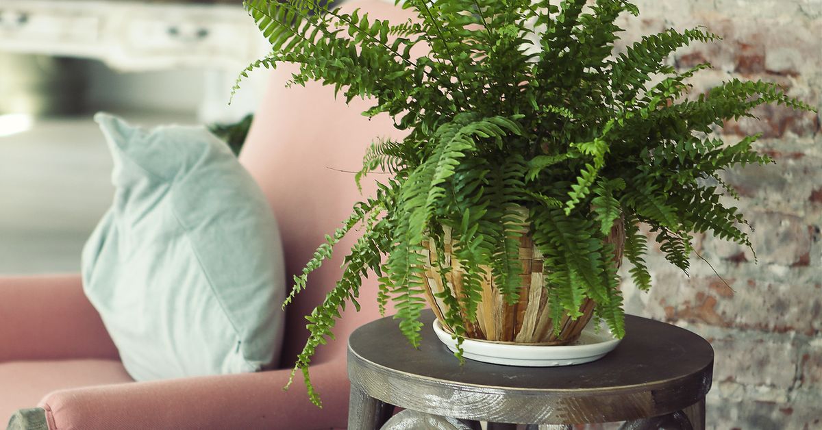 The indoor plant habit you need to get into now for healthy, even ...