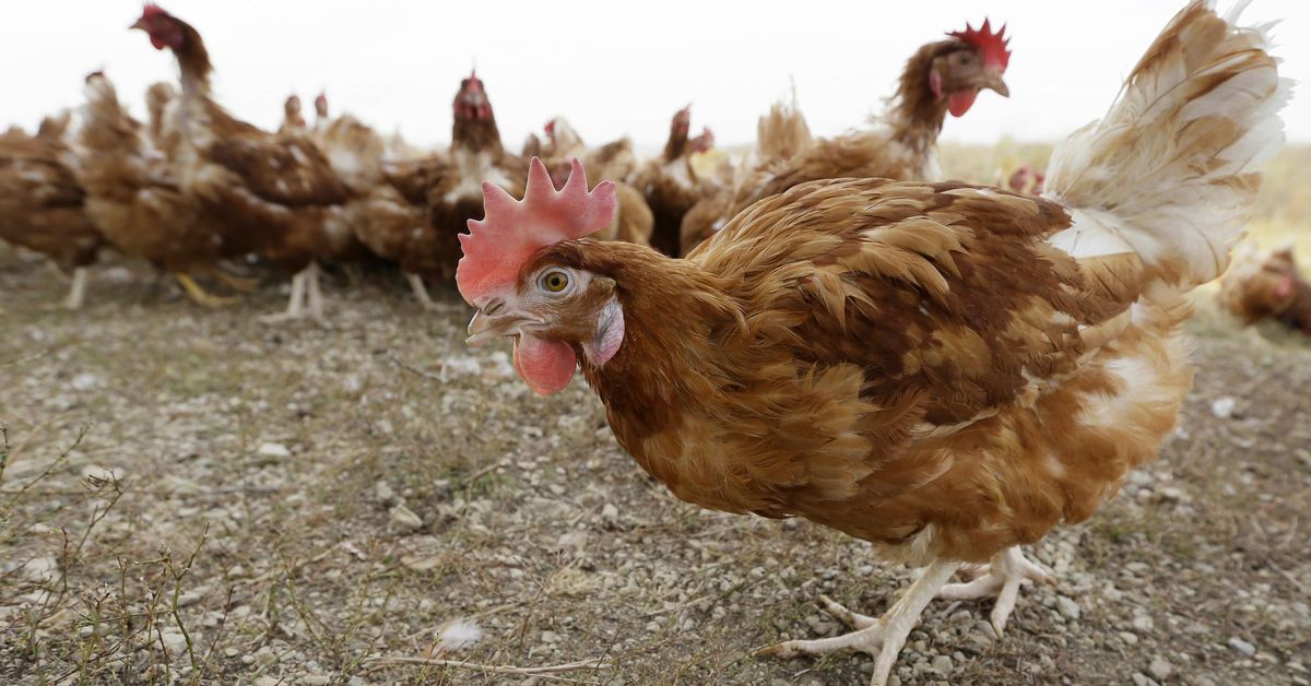 Bird flu Victoria: Bird Flu spreads to eighth Victorian egg farm