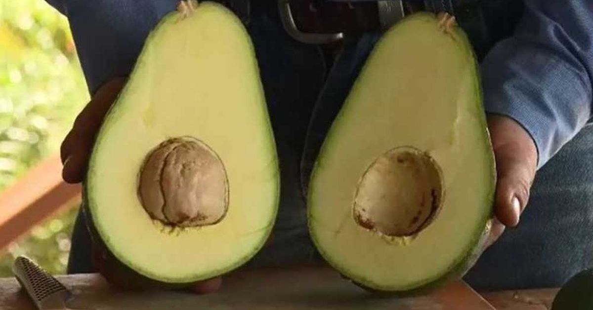 Avozilla: World's largest avocado hits Australia - 9Kitchen