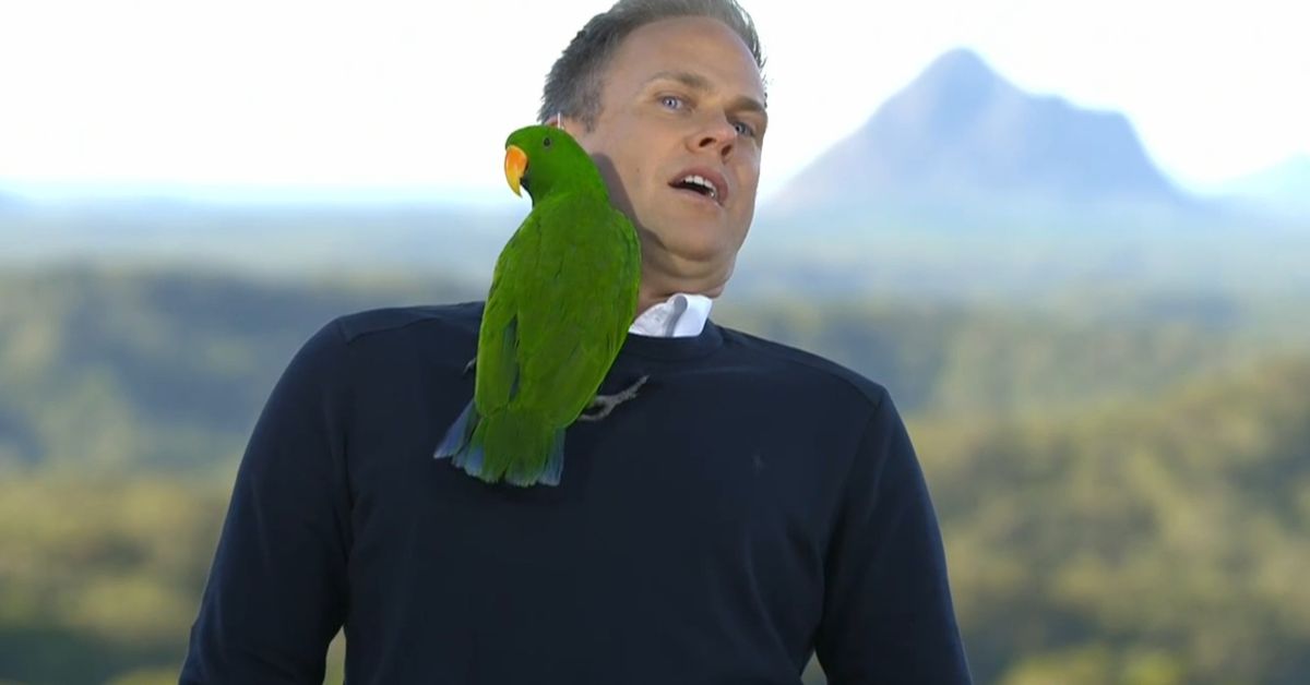 Tim Davies attacked by parrot live on air