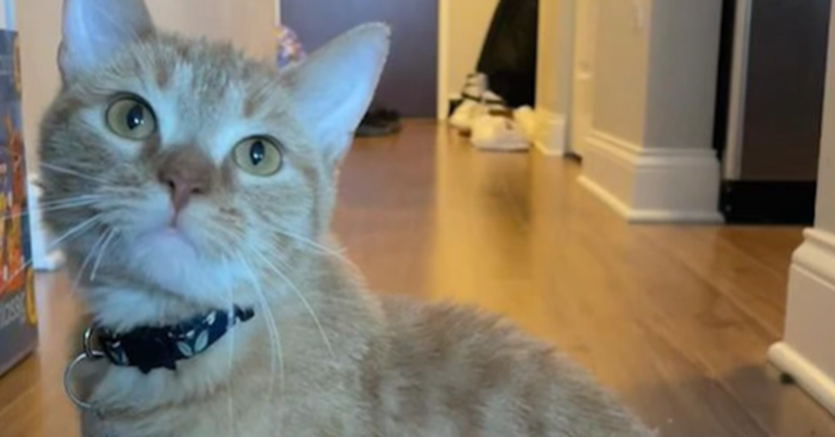 TikTok famous cat Cala from the viral 'I Go Meow' sound has died - 9Honey