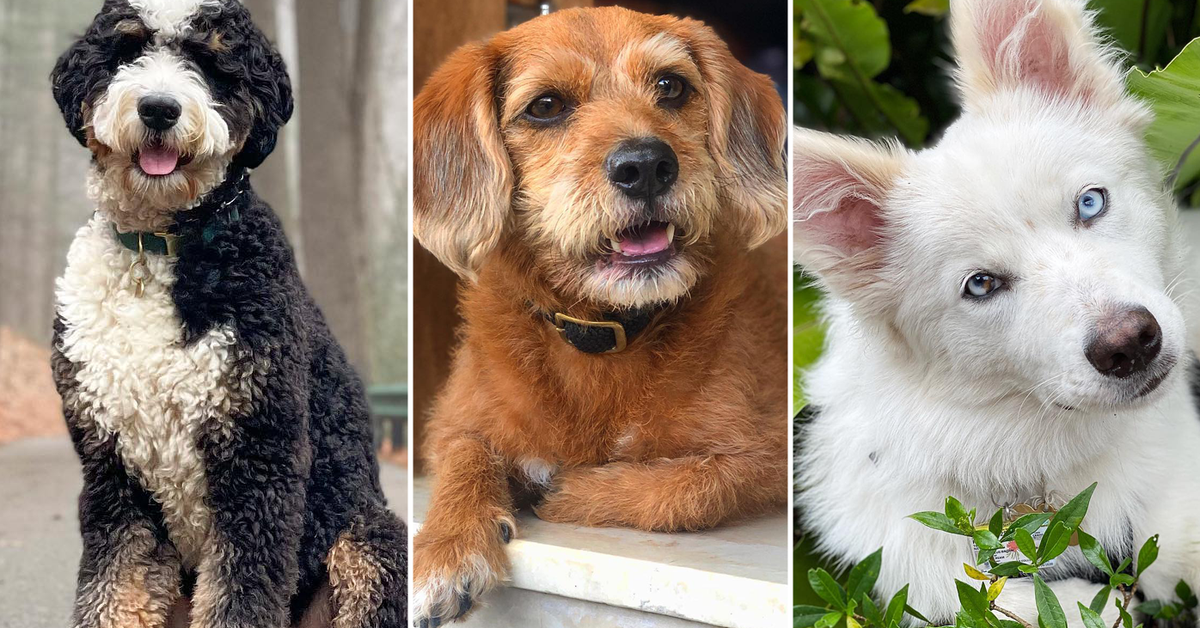 Rarest dog crossbreeds: 15 dog breeds you didn't know existed including ...