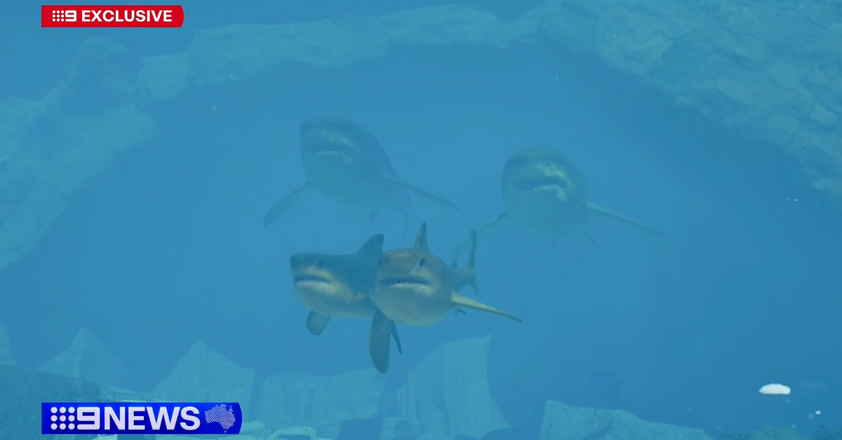 WA Museum: Major discovery proves gigantic sharks roamed Australia's ...