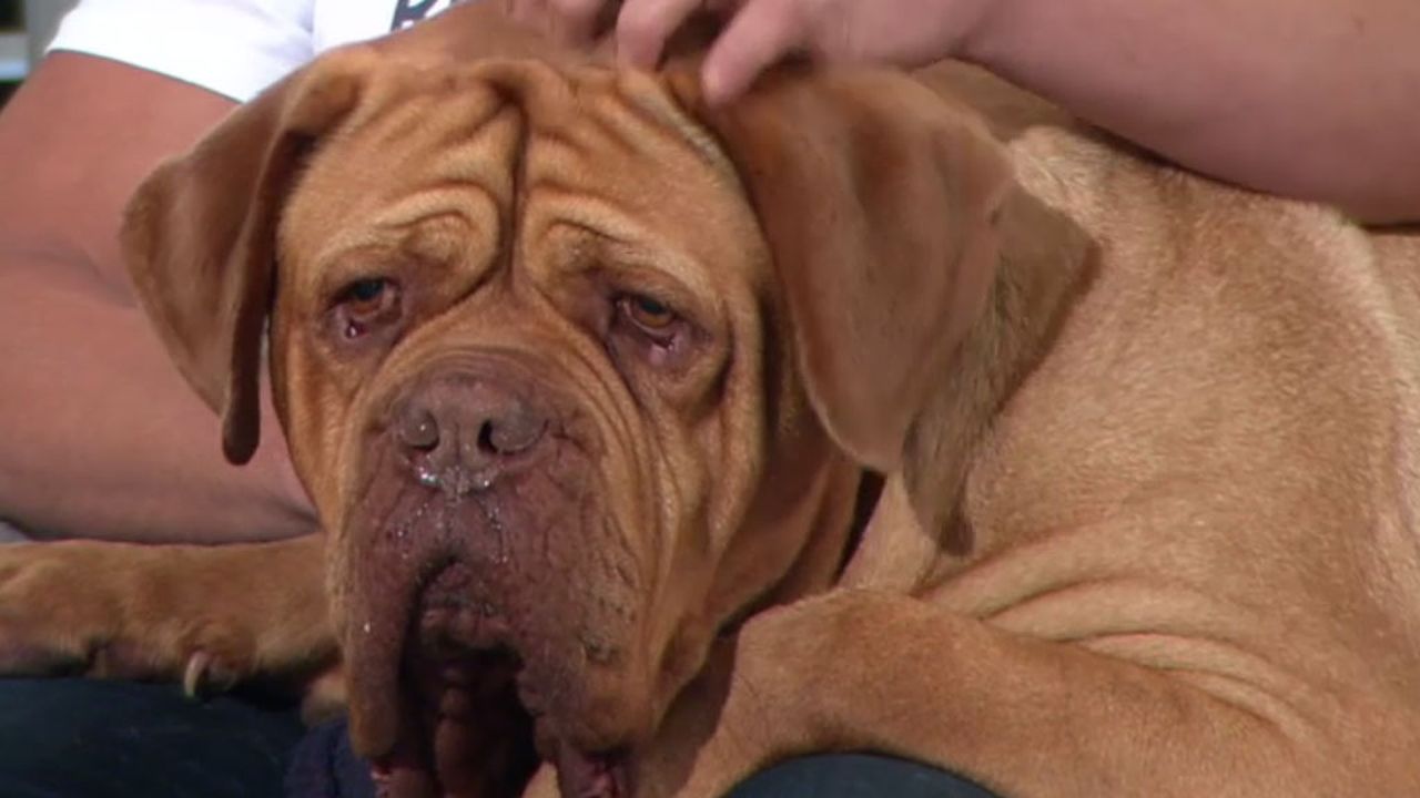 Insta-famous pup : TODAY 2016, Short Video