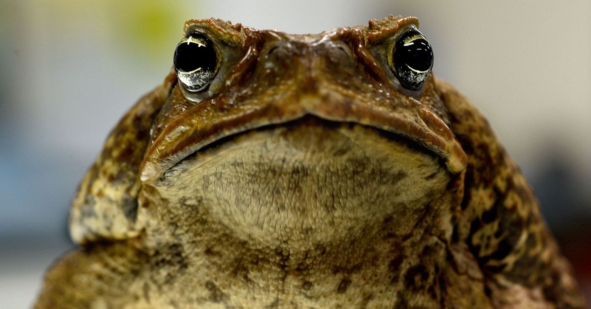 Cane toads on the move in WA - scientists reveal how to stop the march