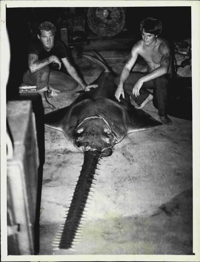 The biggest sharks the world has caught, tagged and studied in pictures