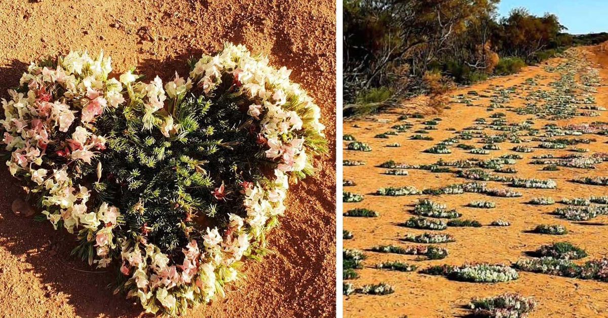 WA wreath flowers: Tourists flock to see rare sight on dusty WA road