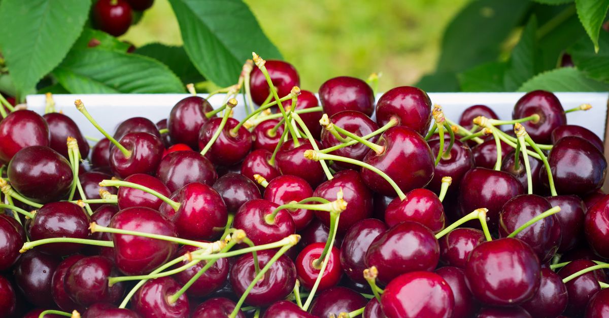 Cherry, lychee prices expected to soar ahead of Lunar New Year