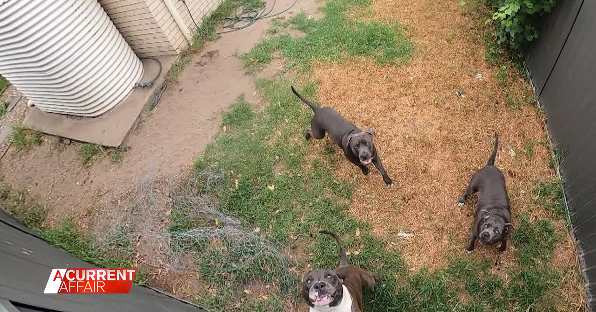 A Current Affair: Sydney dog owner living in fear after backyard dog attack
