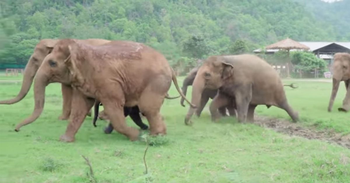 VIDEO: Herd of elephants rush to welcome newly rescued baby and by ...
