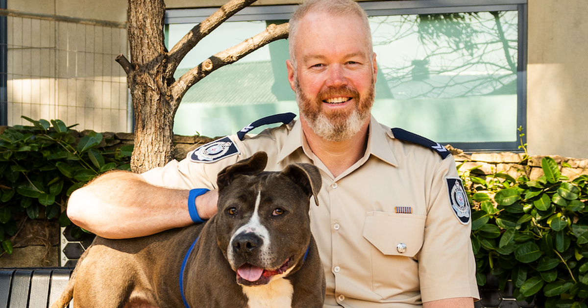 RSPCA inspector: What they do, animal cruelty cases and more with James ...