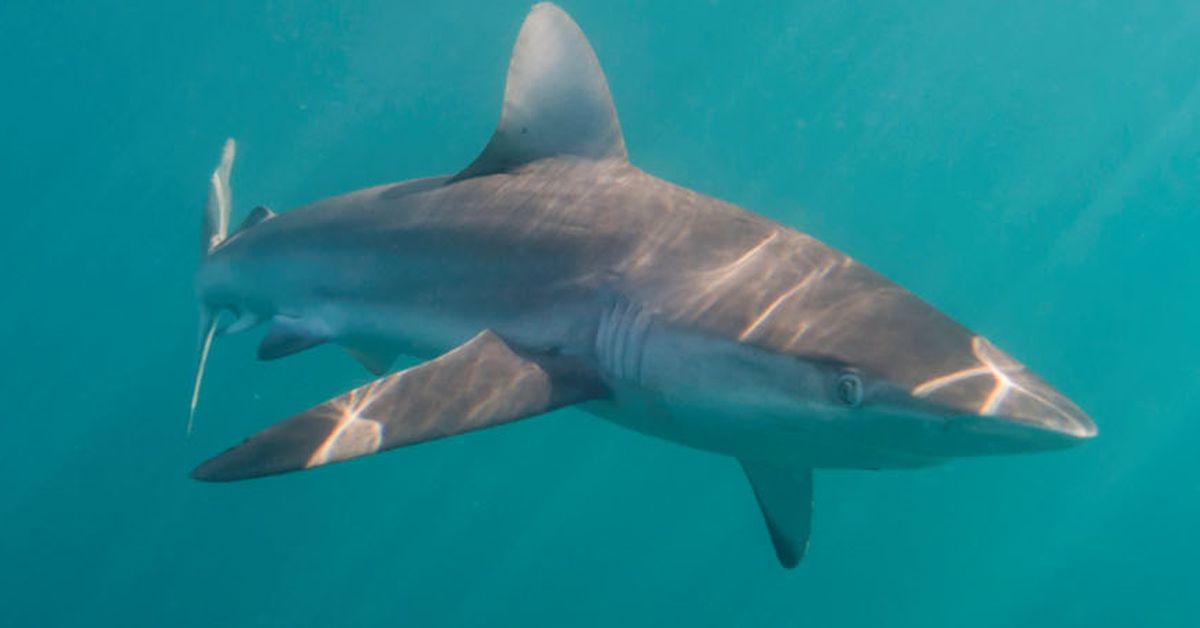 Caught shark numbers revealed as government explores tracking technologies
