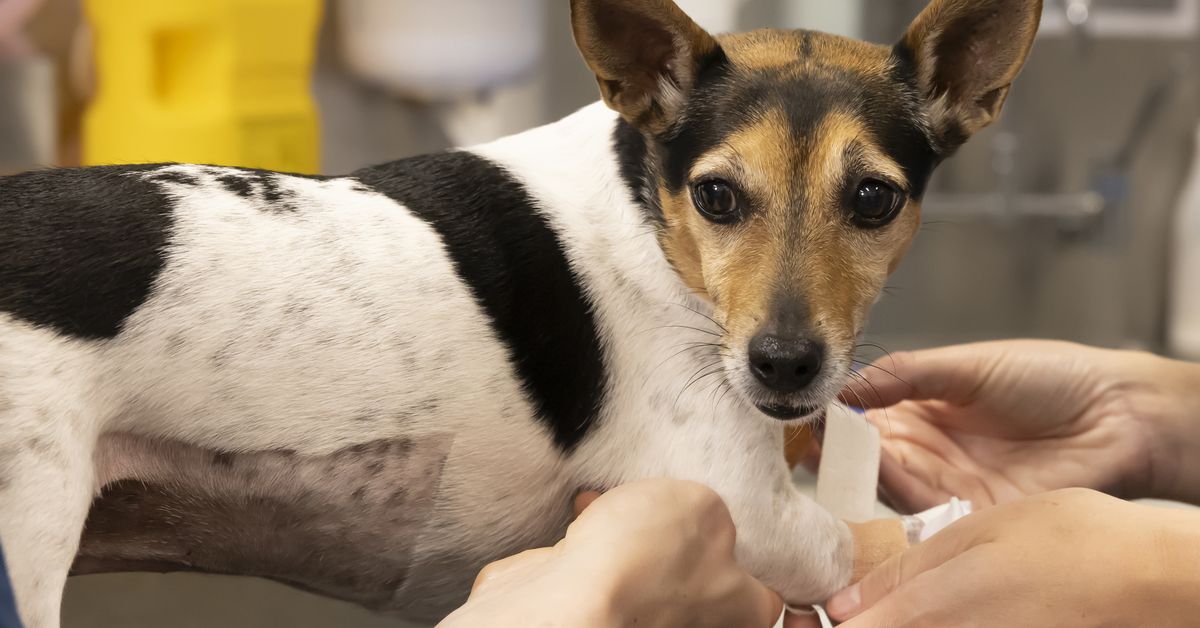 For the Love of Pets Season 2: Plot, cast, premiere date, host Jai ...