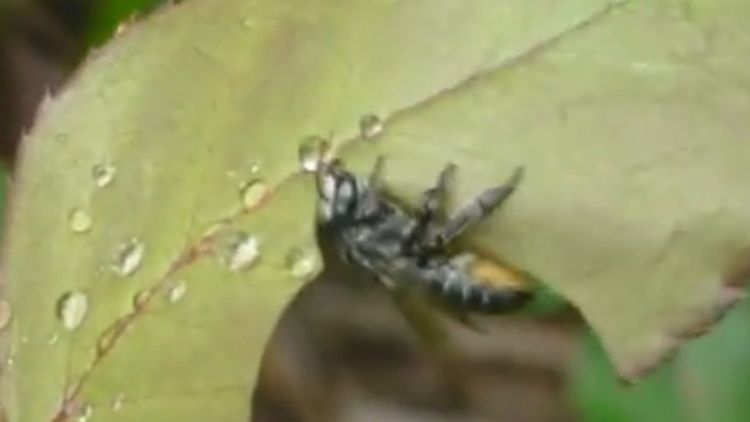 Lucifer bee: Perth scientist and bee doctor discovers new bee species ...