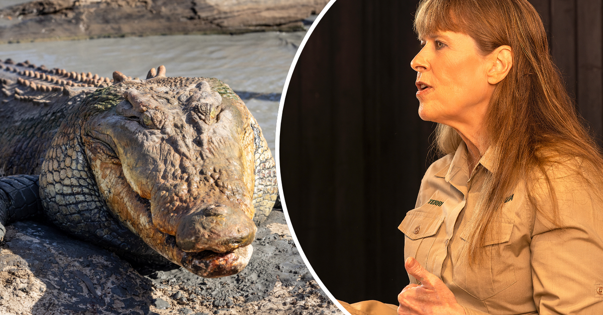 Terri Irwin blasts Katter party's 'sloppy, lazy' crocodile cull law