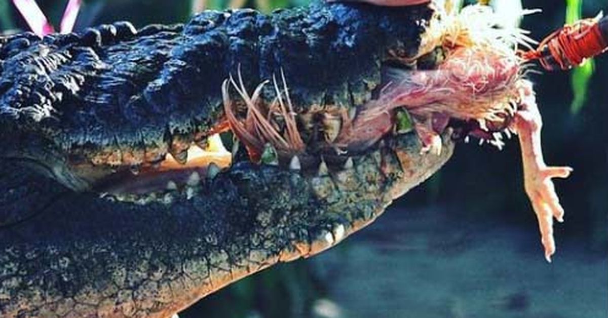 cassius: World's largest captive crocodile Cassius dies in Australia