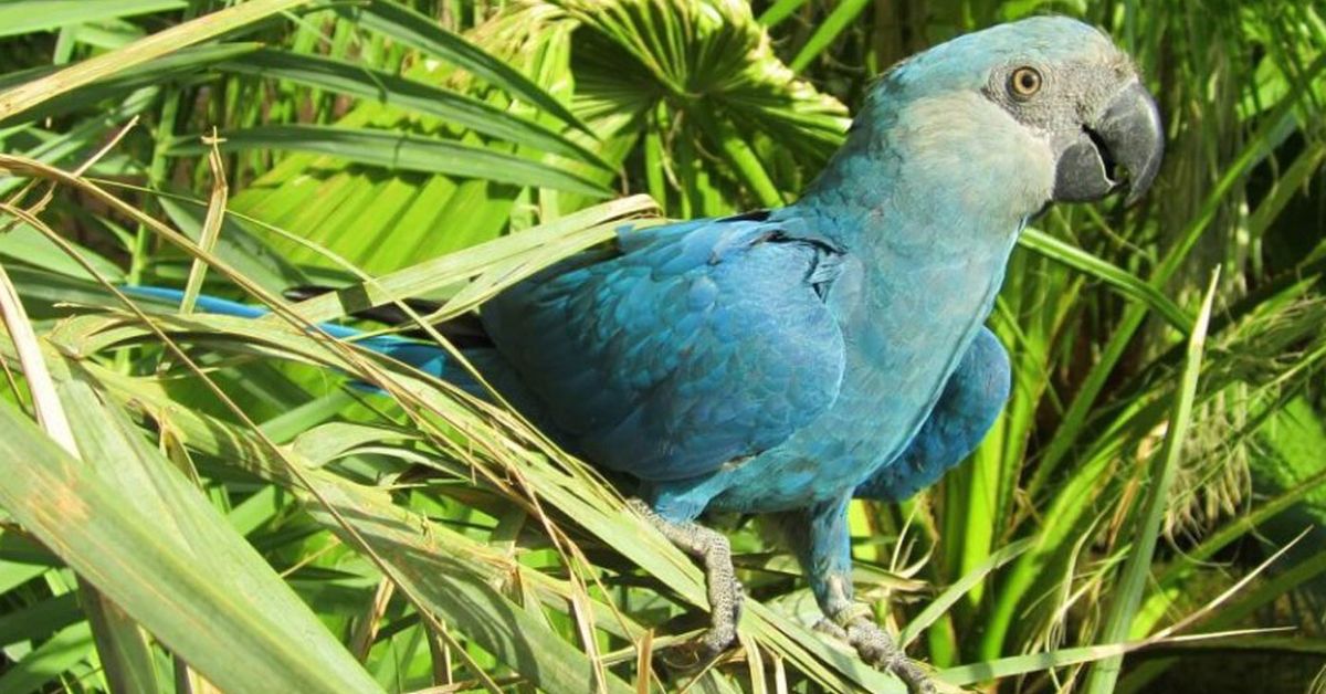 Blue Spix’s macaw declared extinct in the wild - nine.com.au