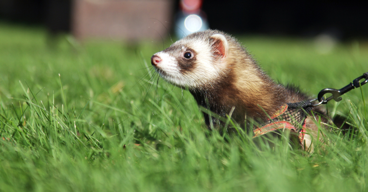 Ferrets as pets: What you need to know before getting a ferret as a pet ...