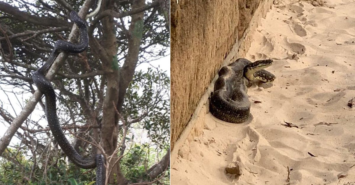 Huge snake joins sunbakers at Sydney’s Balmoral beach - nine.com.au