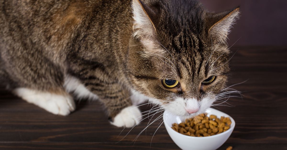 Dr Katrina Warren shares 10 reasons your cat might be a fussy eater ...