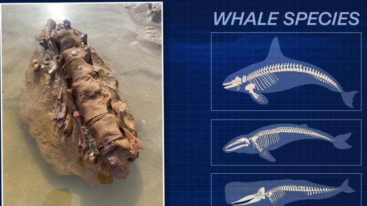 Ocean Grove Beach: 20-million-year-old whale fossil discovered at ...