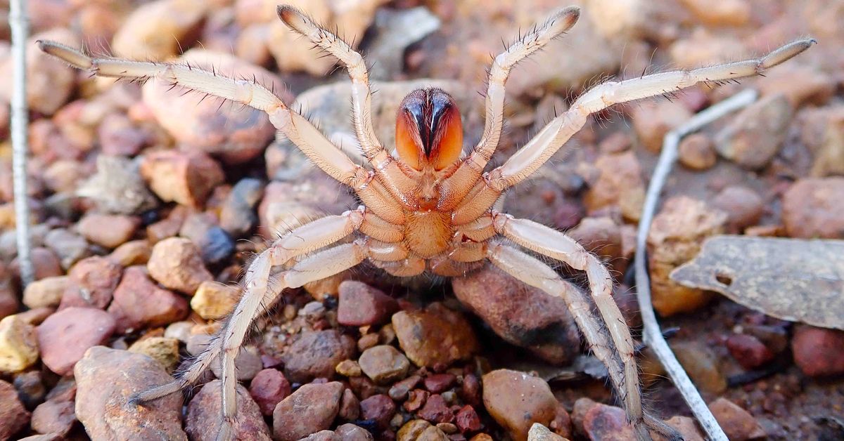 Spiders in Australia: Australia is home to thousands of species of ...