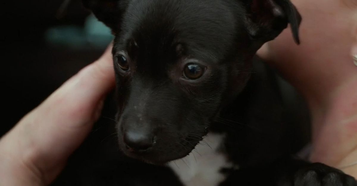 The Pet Rescuers: Three puppies get a second chance at a happy life ...