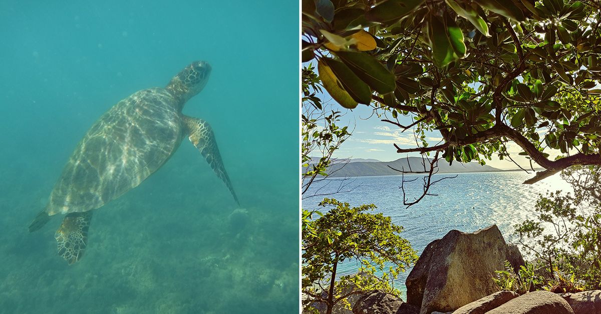 Guide to Fitzroy Island: Accommodation, activities and where to snorkel ...