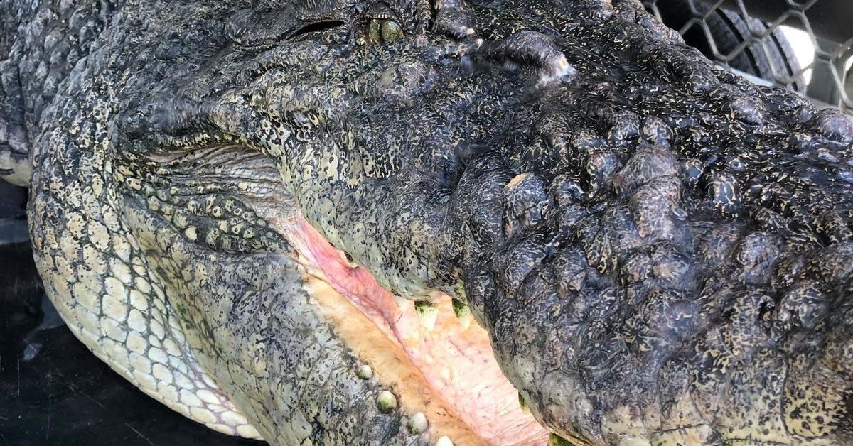 Saltwater crocodile at Proserpine River: Rangers suspect 'deliberate ...