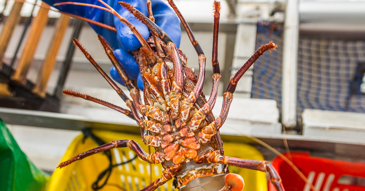 Coles slash price of lobster to $20 as supermarket offer 'lifeline' to ...