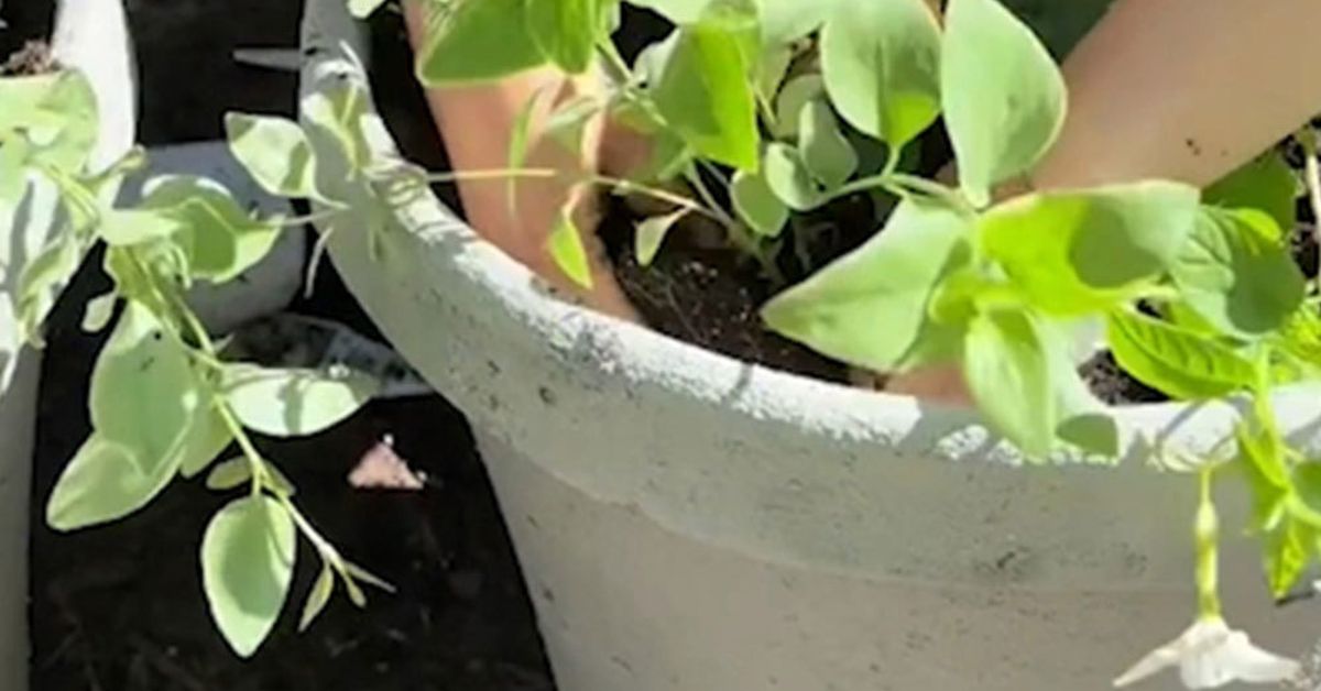 Gardener's hack saves money on filling pots using the one supply you ...