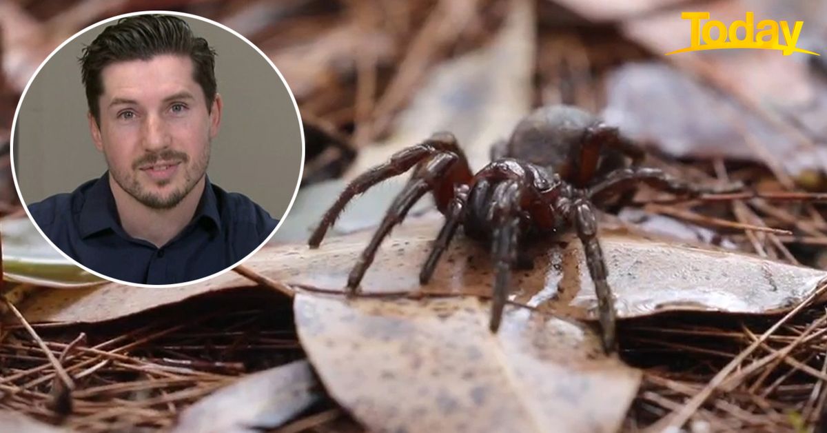 Spider numbers spike on Australia's east coast after La Nina weather event