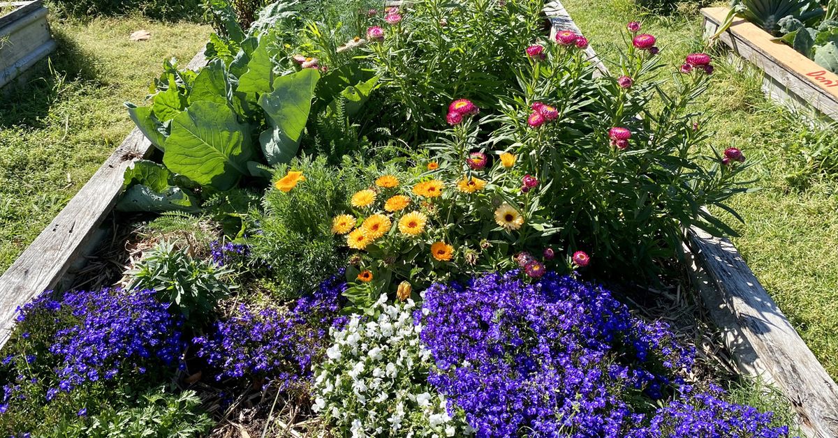 Spring gardening tips: How to get your garden ready for spring in just ...