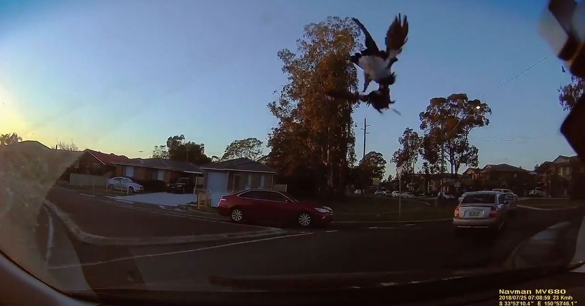 Dash cam records magpie dive-bombing driver’s windshield - nine.com.au