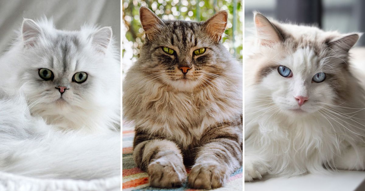 The most affectionate cat breeds - yes, they do exist - 9Honey