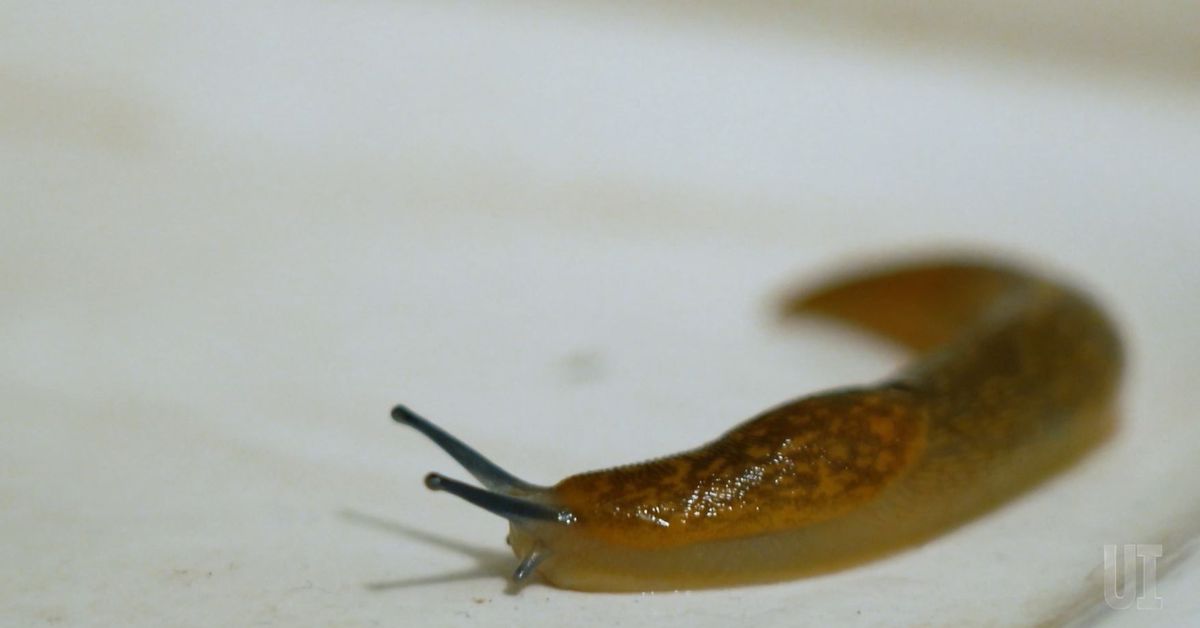 Slug gate: A health scandal, whistleblower and a smoking gun?