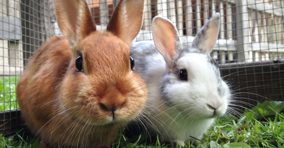 Easter explained: Why is Good Friday called Good Friday, and why are ...