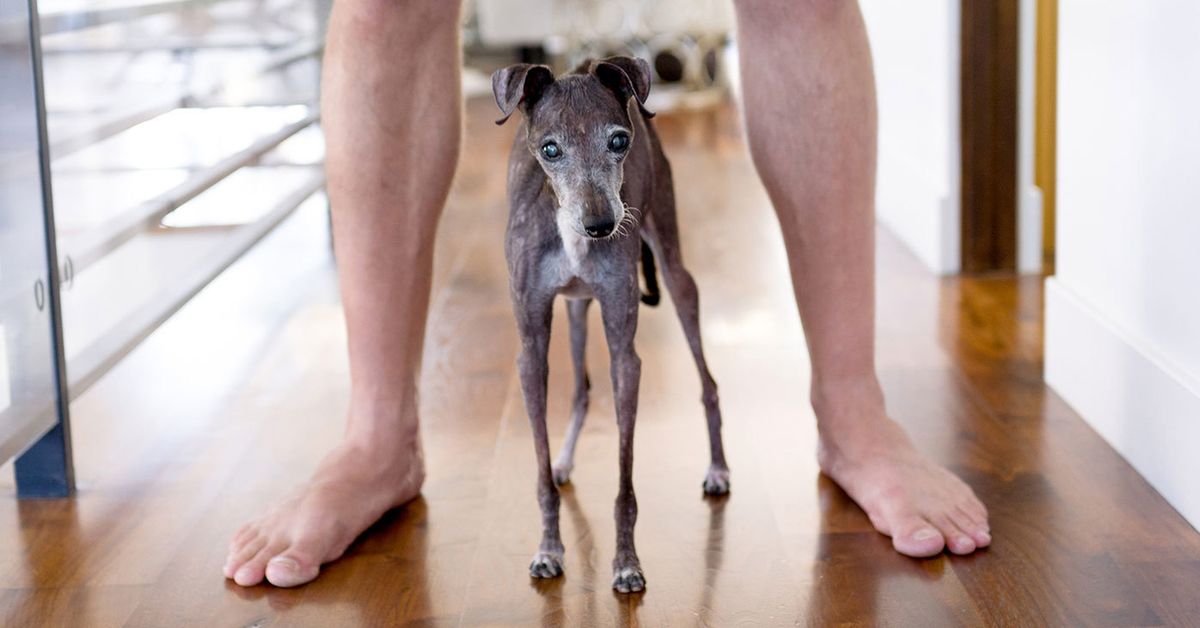Eight dog breeds known for being so clingy they have the nickname ...