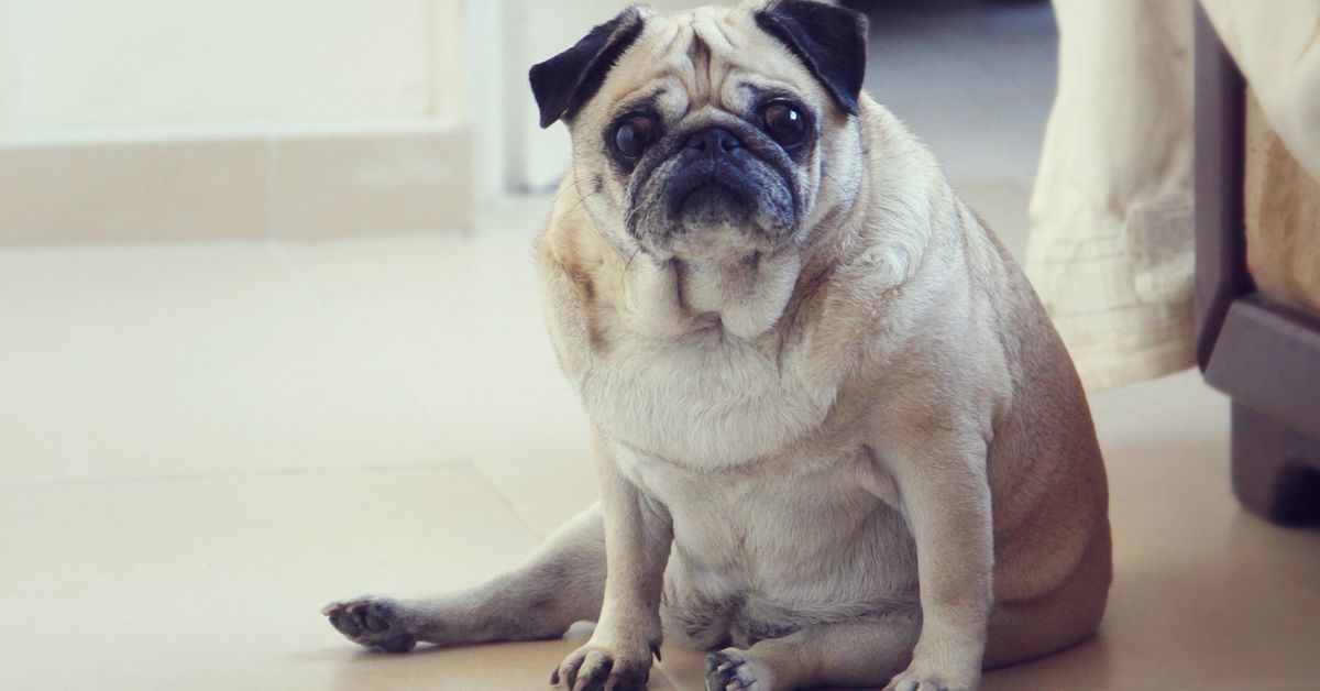 How to help your overweight pet, according to Dr Katrina Warren - 9Honey